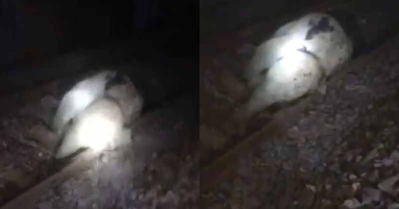 Viral Video: Baby Elephant Writhes And Howls In Pain After Being Hit By ...