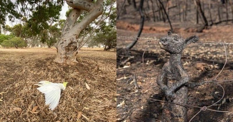 One Billion Animals Now Estimated Dead In Australia Bushfires