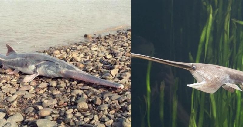 Chinese Swordfish Has Been Declared Officially Extinct By Scientists