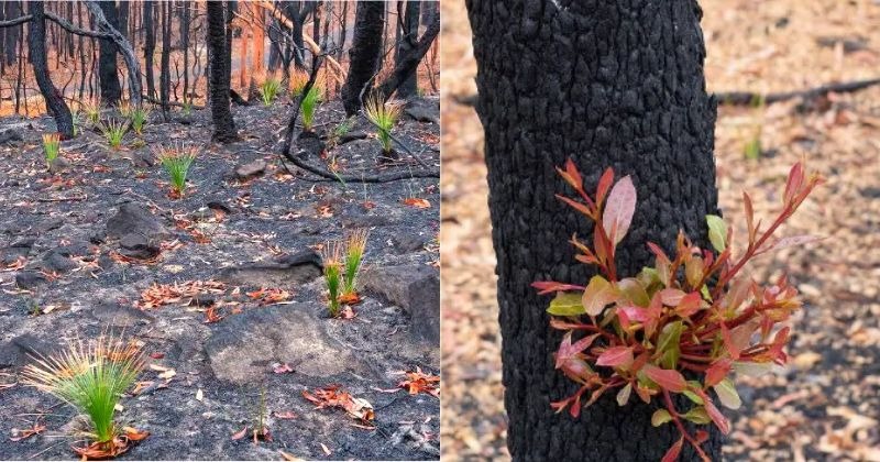 Pictures Show Australian Bush Coming Back To Life After Devastating ...