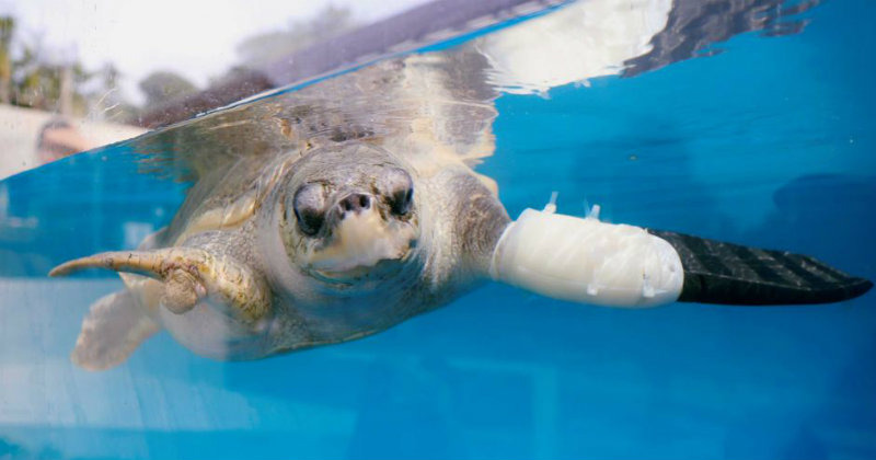 Endangered Turtle Is Swimming With A Prosthetic Flipper, Proving Humans ...