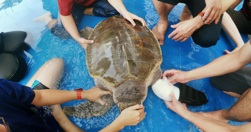 Endangered Turtle Is Swimming With A Prosthetic Flipper, Proving Humans ...