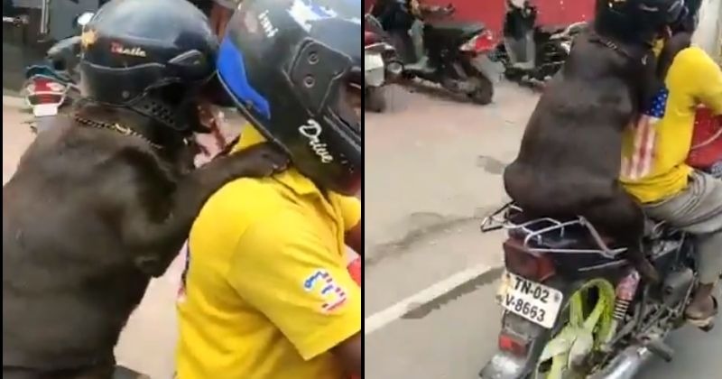 Lesson For Hoomans? Dog Rides As Pillion Wearing A Helmet In Tamil Nadu!