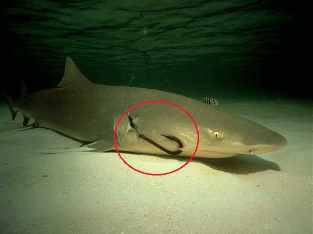 Millions Of Sharks Silently Suffer In Pain As They Have Fishhooks Stuck ...