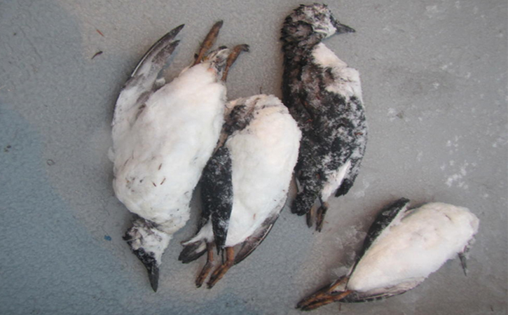 Million Seabirds Have Died Because Of Heatwave Due To Climate Change ...