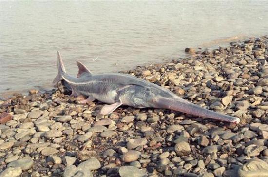 Chinese Swordfish Has Been Declared Officially Extinct By Scientists