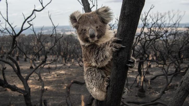 Australian Bushfires Caused Massive Damage To Wildlife And The Impact ...