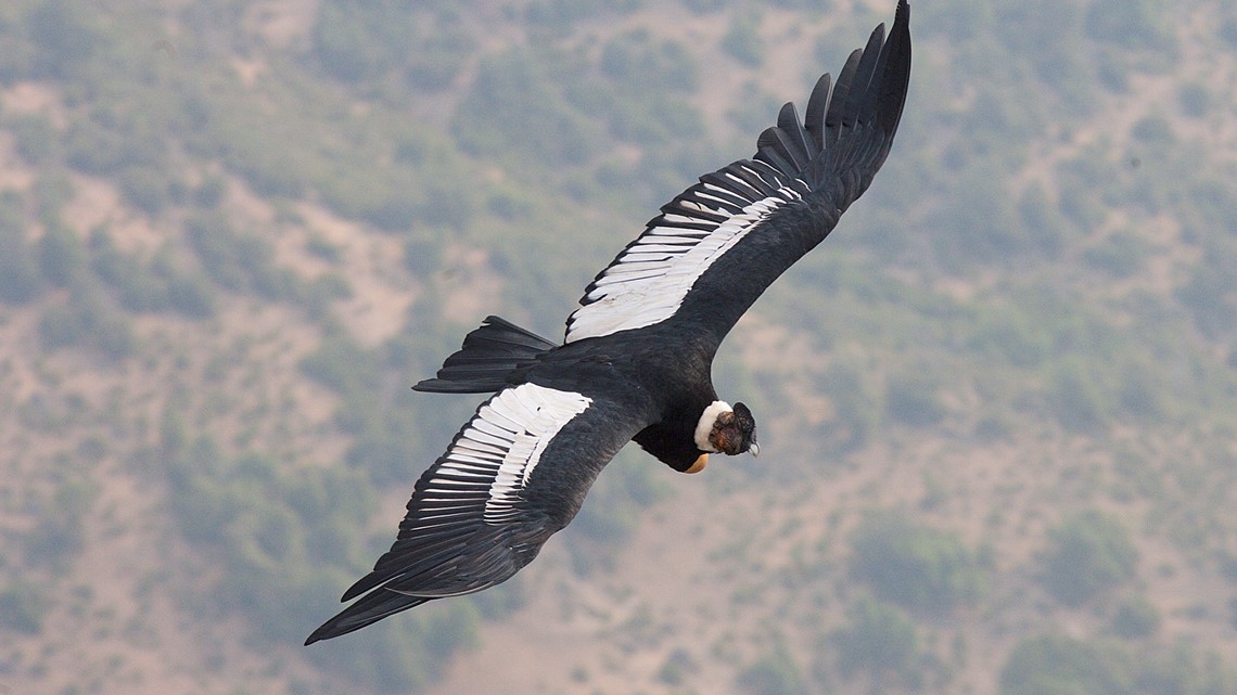 Andean Condor Flies Without Flapping Wings Even Once