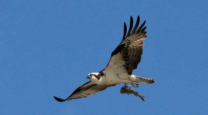 Giant Bird Flying With Shark-Like Fish Is Making People Hunt For Answers