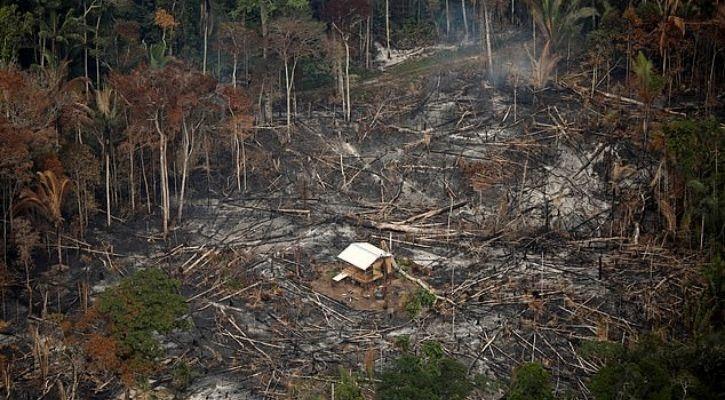 Amazon Rainforest Is Dying From Rising Mercury Levels In Soil Due To ...