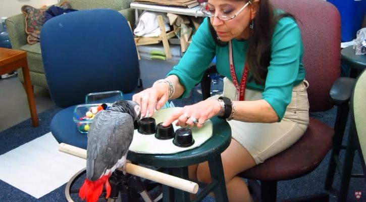 Smartest Parrot In The World Defeats Harvard Students In Memory Test ...