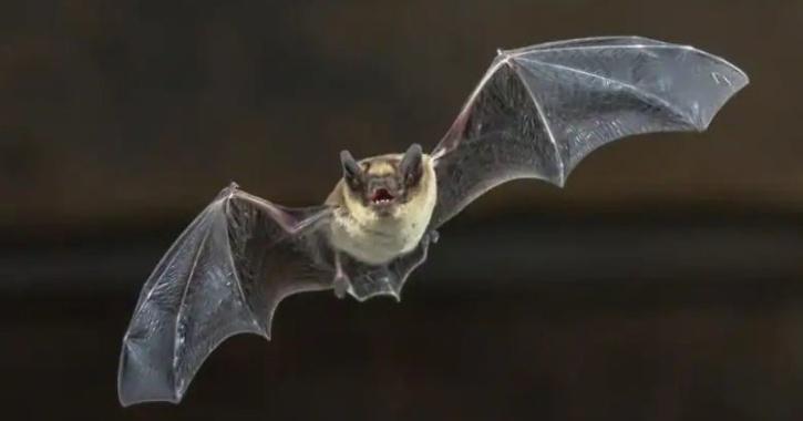 COVID-19 Circulating In Bats For Decades