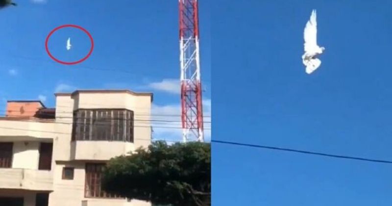 Bird Motionless Mid-Air Sparks ‘Time Bubble’ Debate