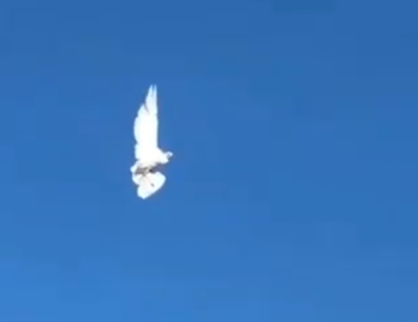 Bird Motionless Mid-Air Sparks ‘Time Bubble’ Debate