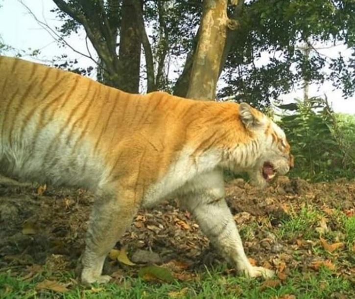 Fragmentation Of Habitat Is Causing Inbreeding Among Indian Tigers And ...