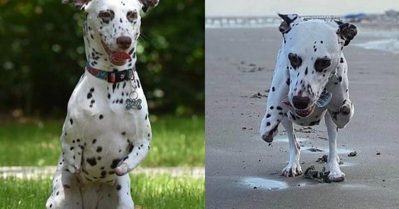 Puppy's Legs Cut Off At Slaughterhouse, Now Adopted