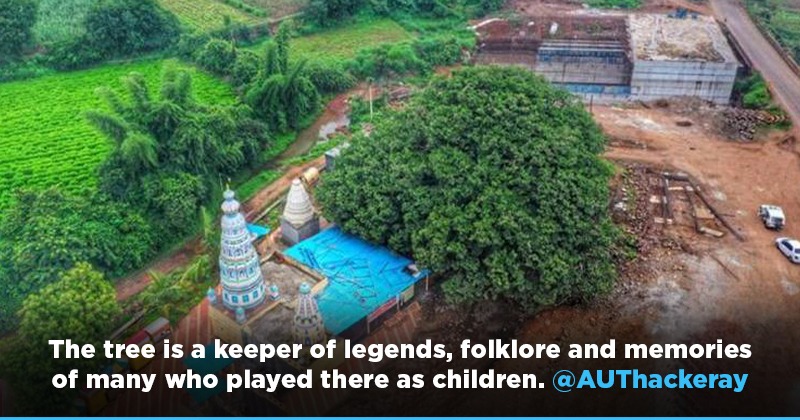 400-Year-Old Banyan Tree Saved In Maharashtra
