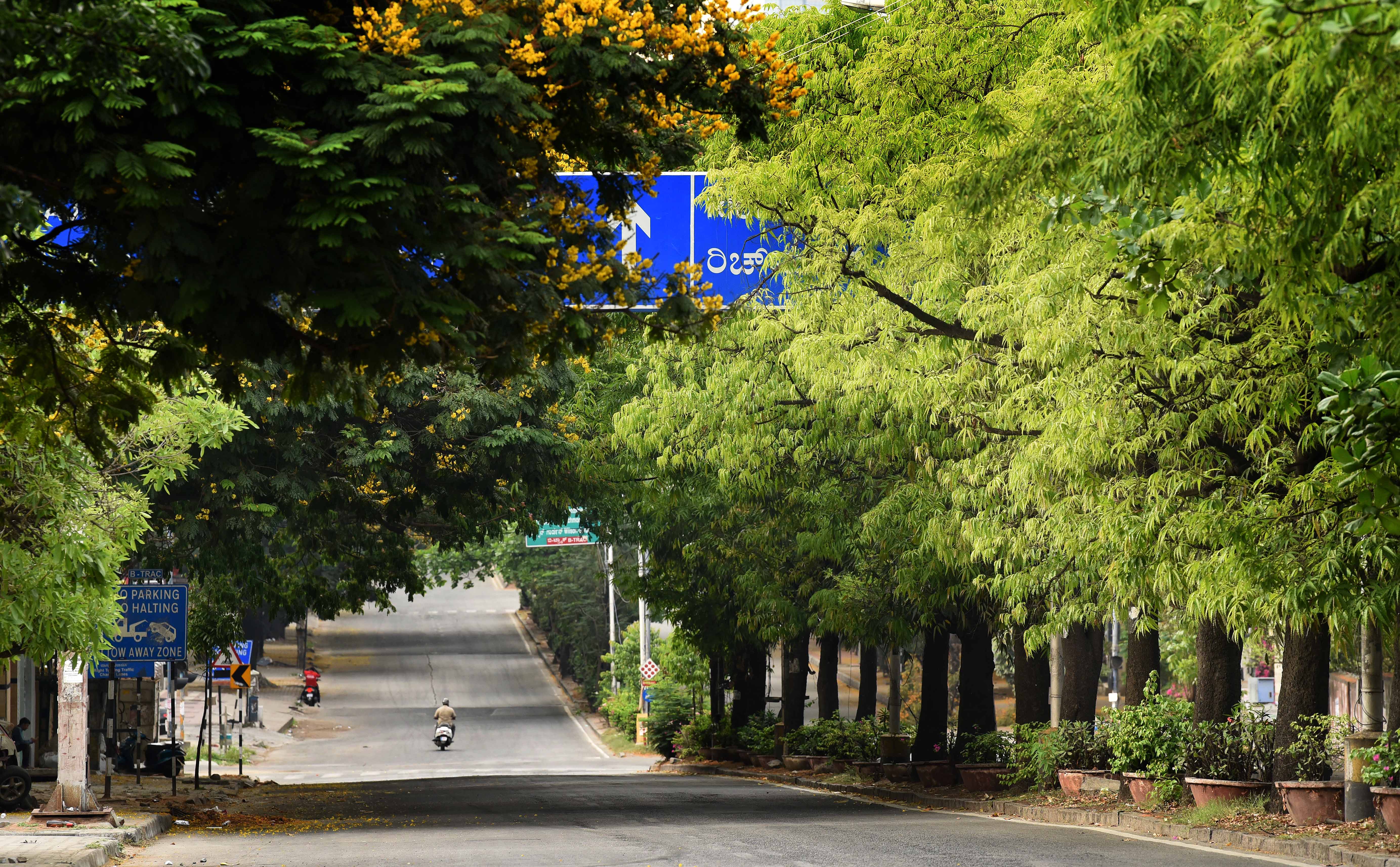 In Bengaluru, Over 33,000 Trees Could Be Cut To Make Way For The ...