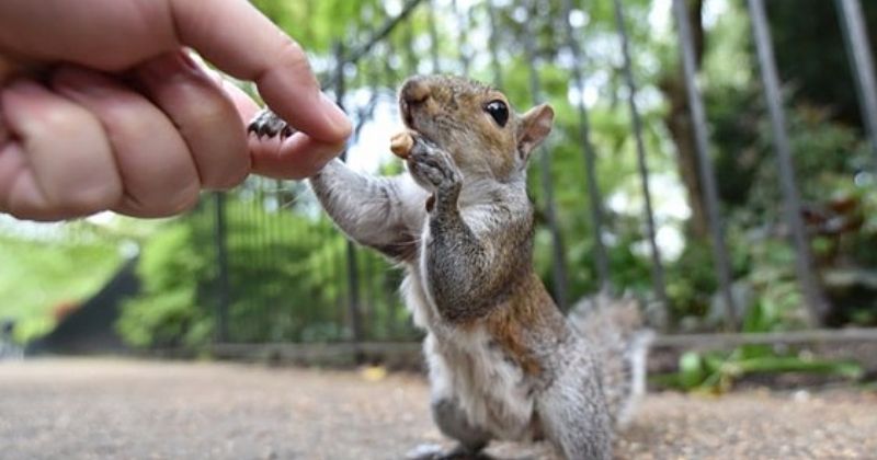 Squirrel Tests Positive For Bubonic Plague In US, We Know Symptoms And ...