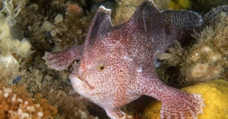 Handfish Extinct: Destructive Fishing Killed Off Rare Fish That Walked ...