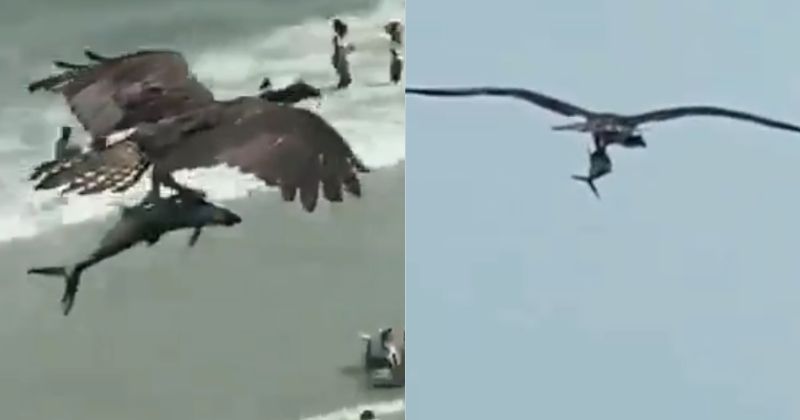 Giant Bird Flying With Shark-Like Fish Is Making People Hunt For Answers