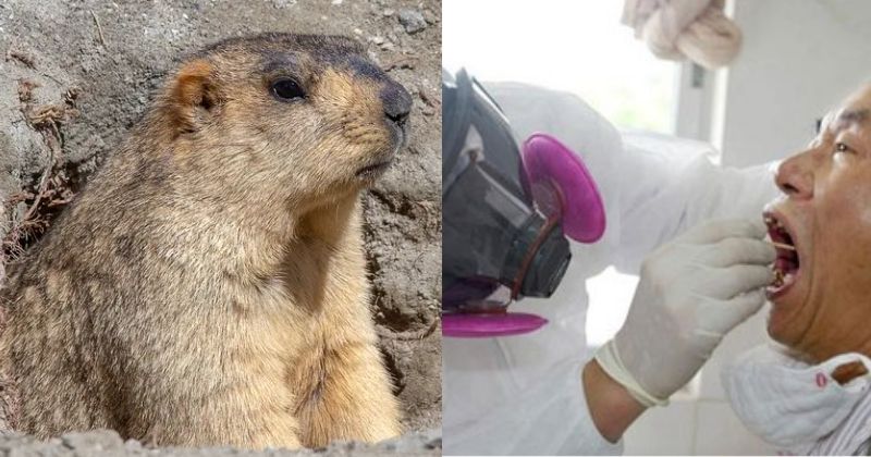 What Is Bubonic Plague, Causes And Symptoms Explained