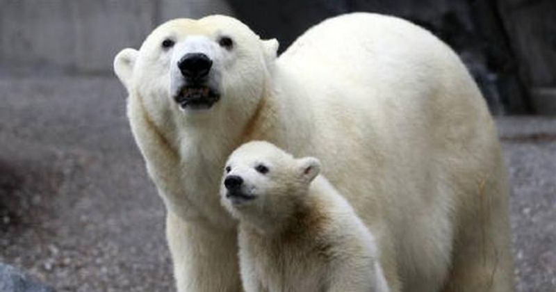 Polar Bears Could Go Extinct By 2100, If Global Warming Isn't Stopped