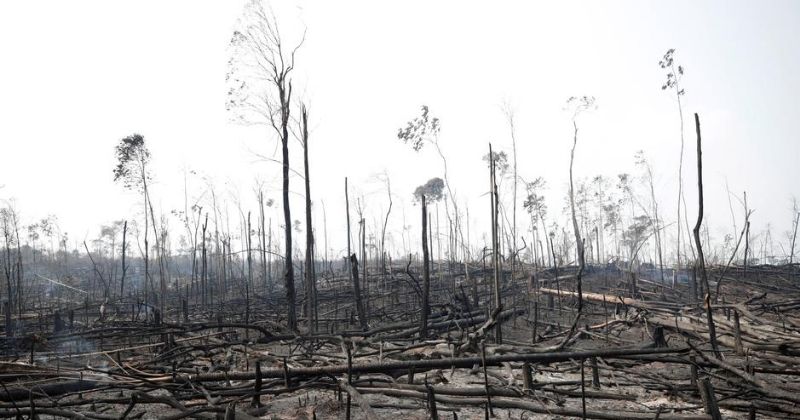 Amazon Rainforest Is Dying From Rising Mercury Levels In Soil Due To ...