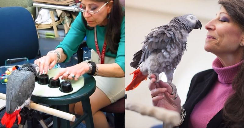 Smartest Parrot In The World Defeats Harvard Students In Memory Test ...