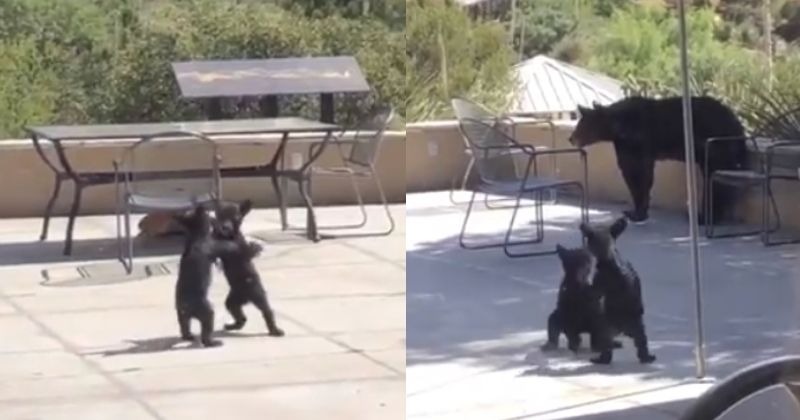 Watch: Bear Cubs Fighting Like Human Siblings In Front Of Their Mother