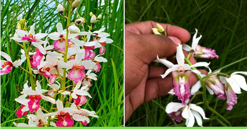 दुधवा टाइगर रिजर्व में 118 साल के बाद दिखा एक दुर्लभ पौधा, वन विभाग के ...