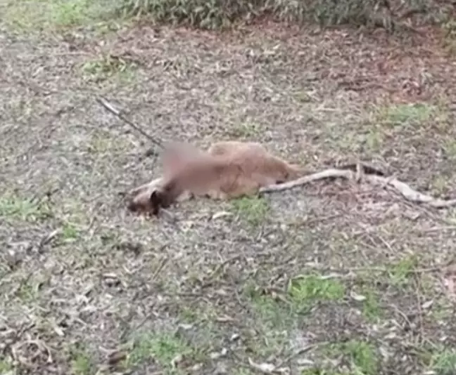 Australia: Two Kangaroos Shot With Bow And Arrow