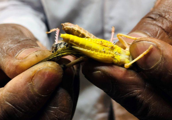 East Africa Locust Problem