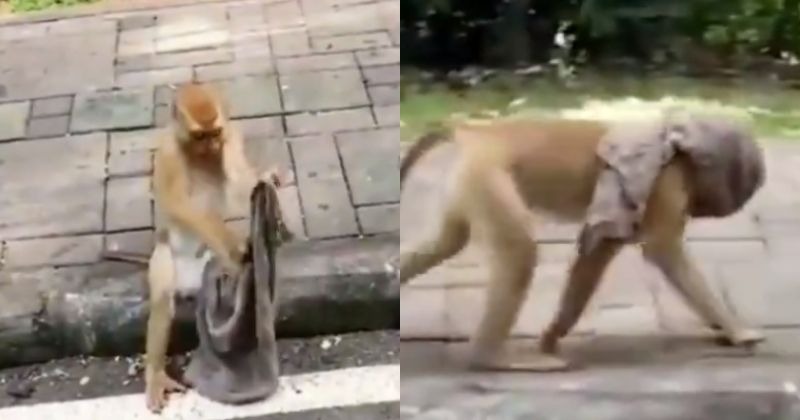 Video Of Monkey Wrapping Face In Cloth Is Viral In Context Of COVID-19 ...