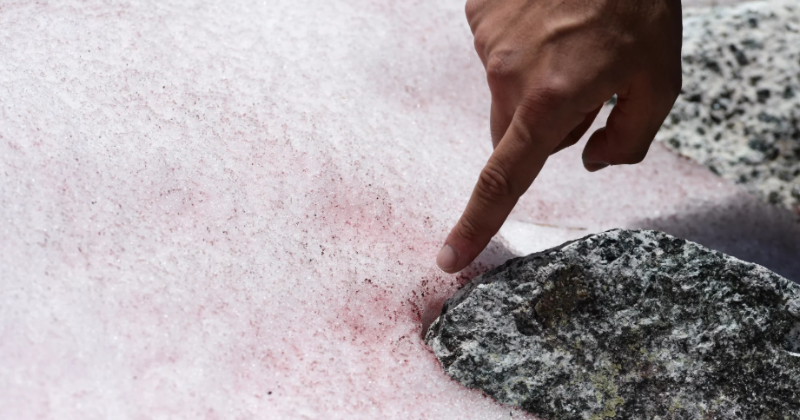 Pink Snow In Europe: Why 'Watermelon Snow' Could Be Accelerating ...