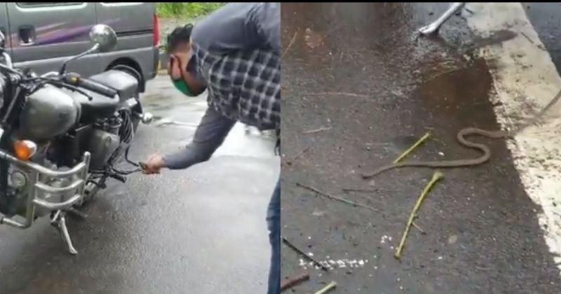 Snake Latches Onto Man's Bike
