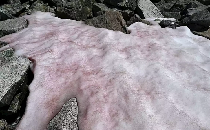Pink Ice Caused By Algae In Italy's Alps Is Leaving Scientists Baffled