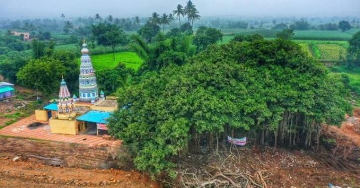 400-Year-Old Banyan Tree Saved In Maharashtra