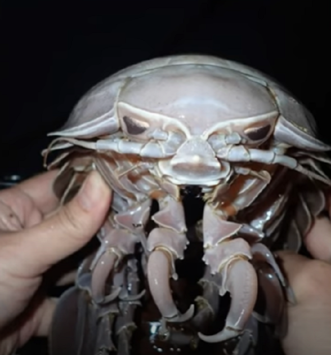 Sea Cockroaches With 14 Legs