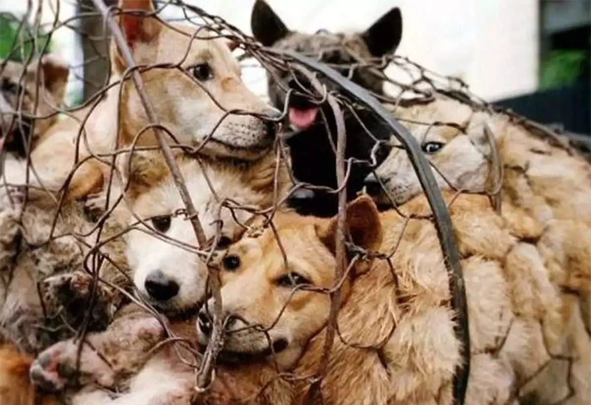 Amid Rising Concerns Over Animal Cruelty, Nagaland Decides To Ban Sale ...