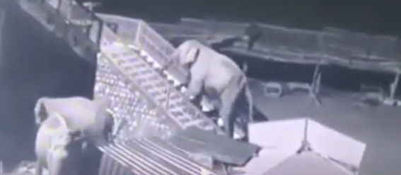Elephant Climbs Steps Of Temple
