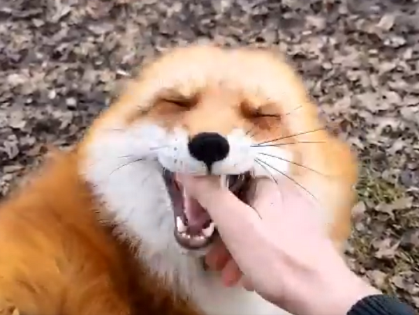 Video Of Fox Laughing