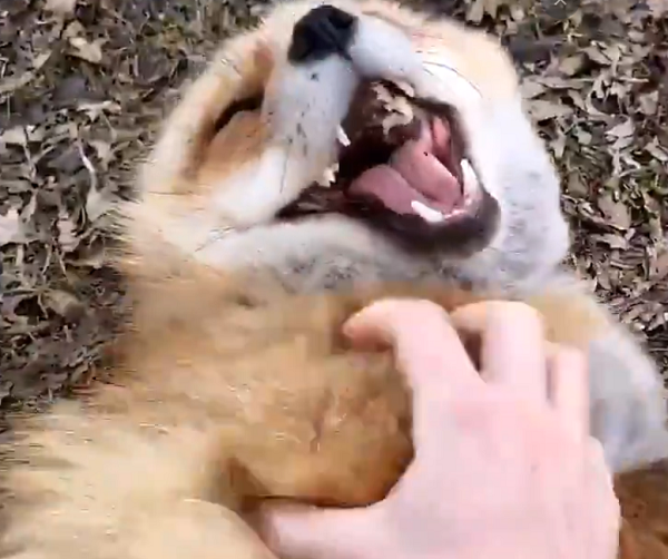 Video Of Fox Laughing