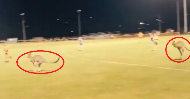 Kangaroos Take Over A Football Match In Australia
