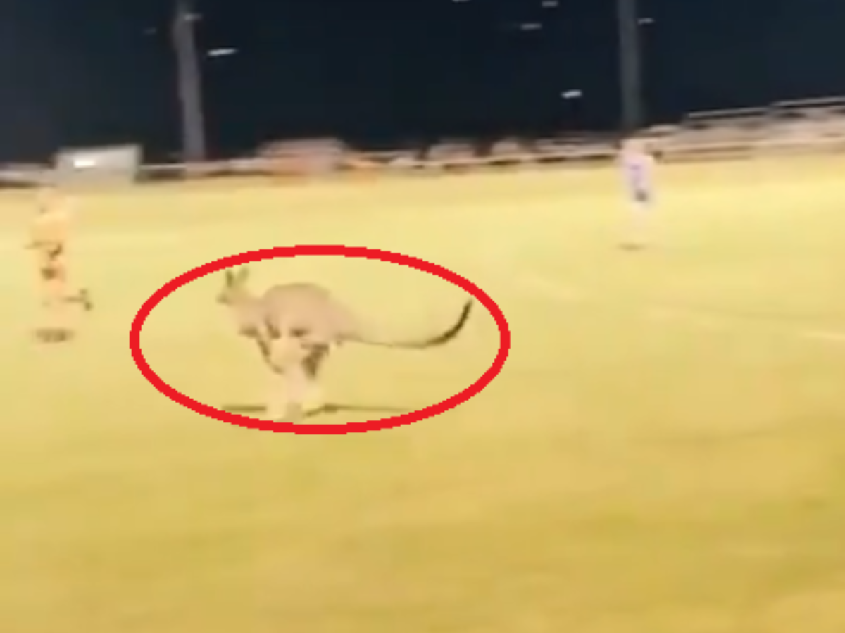 Kangaroos Take Over A Football Match In Australia
