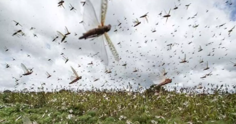 Locust Swarms Attack Lucknow