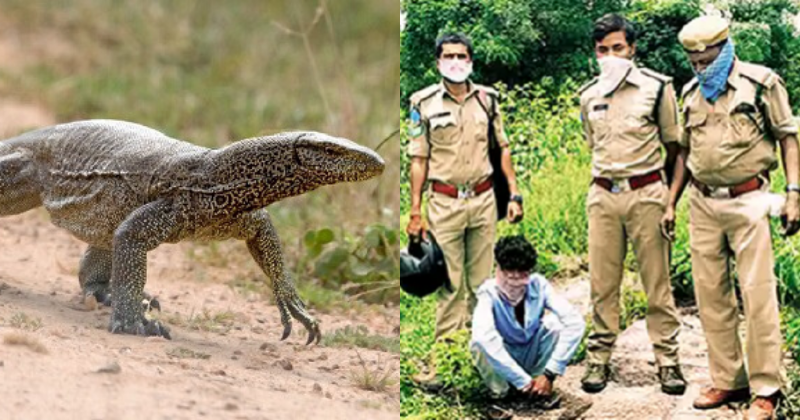 Man Arrested For Roasting A Monitor Lizard Alive