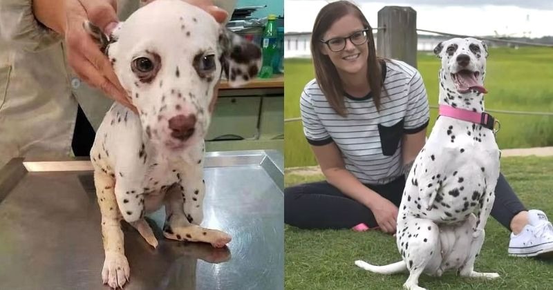 Puppy's Legs Cut Off At Slaughterhouse, Now Adopted
