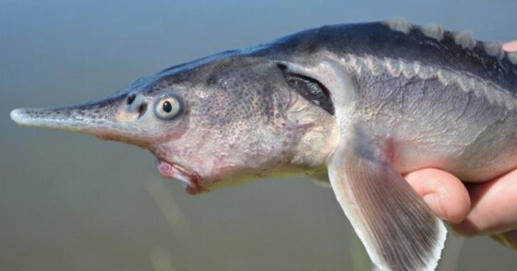 Hungarian Scientists Create New Fish Species