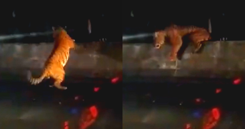 Tiger Failing To Climb Over Barrier